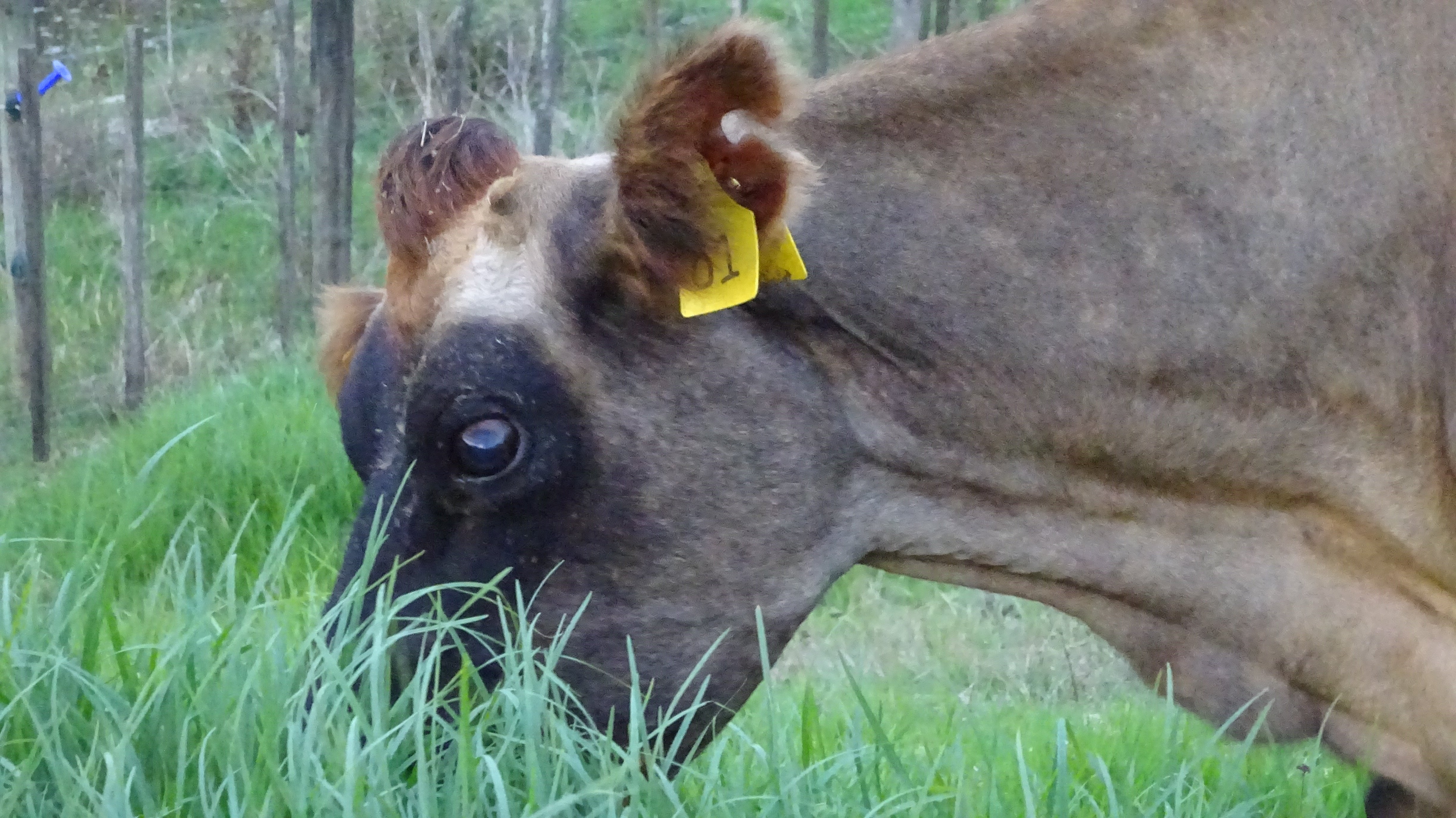 Stock & Poultry Care – Feed2U