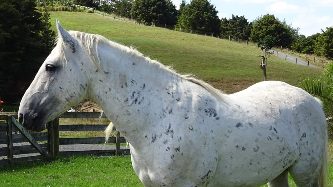 Equine Supplements – Feed2U