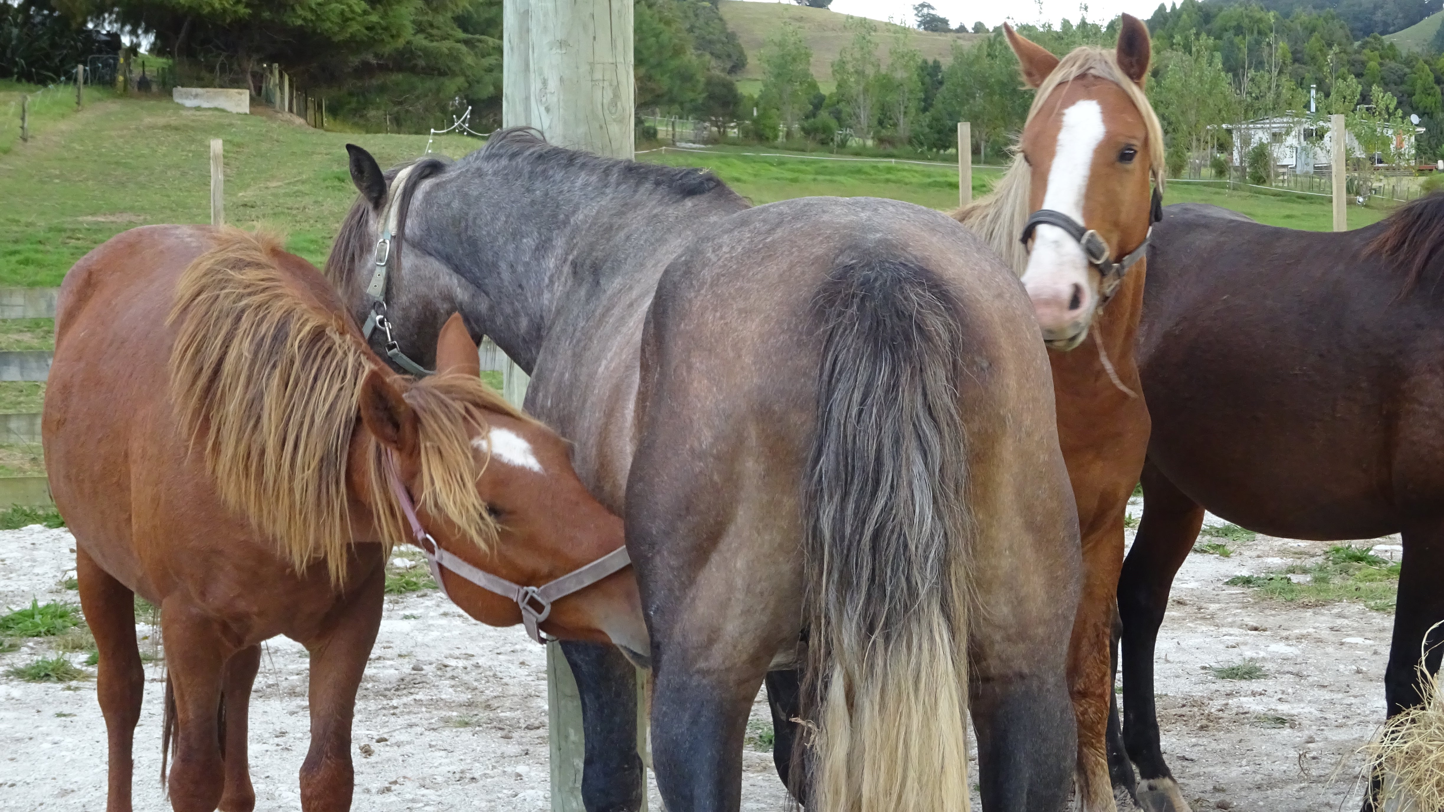 Gut Health – Feed2U